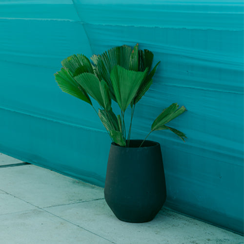 Palm Kol – AllSet Event